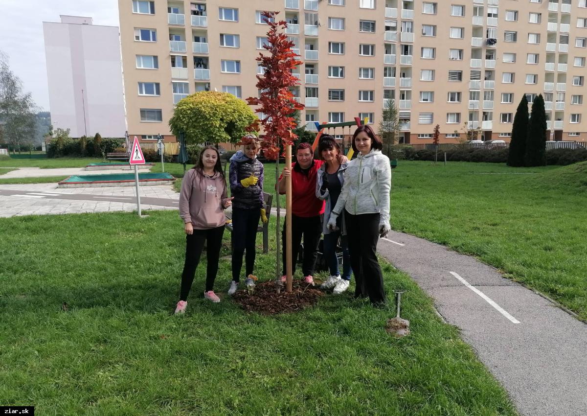 V areáli materskej školy v Žiari nad Hronom sme vysadili vzrastlé ...